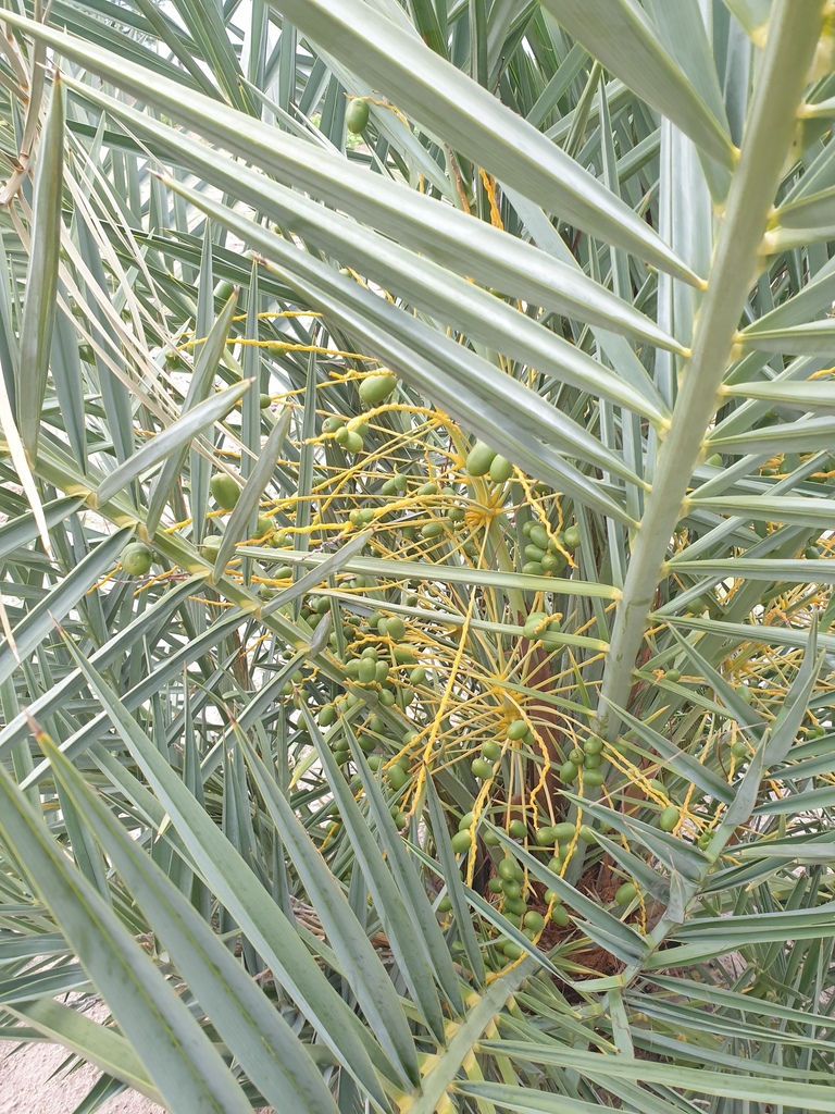 Date Palm from Zambezi Region, Namibia on November 26, 2023 at 06:37 AM ...