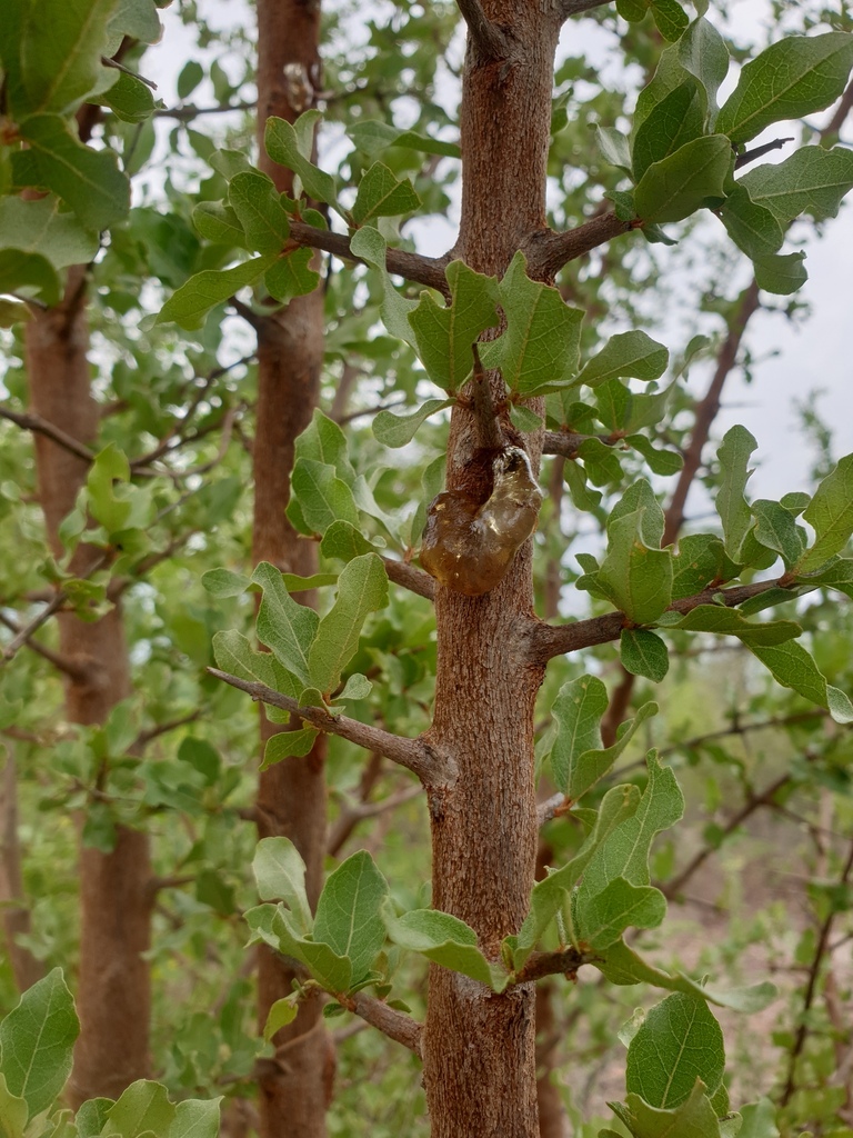 Leadwood from Zambezi Region, Namibia on November 26, 2023 at 08:55 AM ...