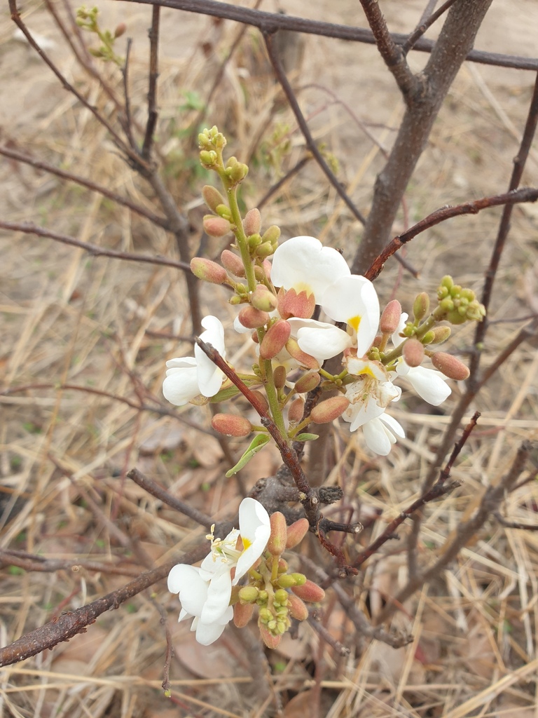 Baphia massaiensis obovata from Zambezi Region, Namibia on November 26 ...