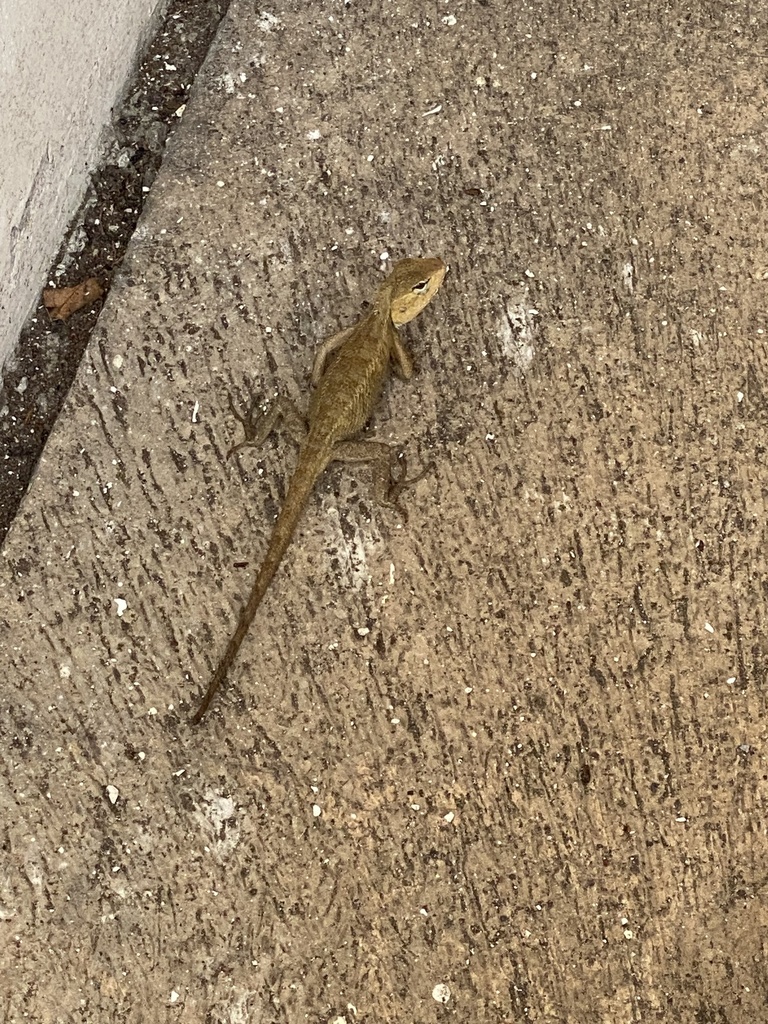 Oriental Garden Lizard from Java, Depok, West Java, ID on November 20 ...