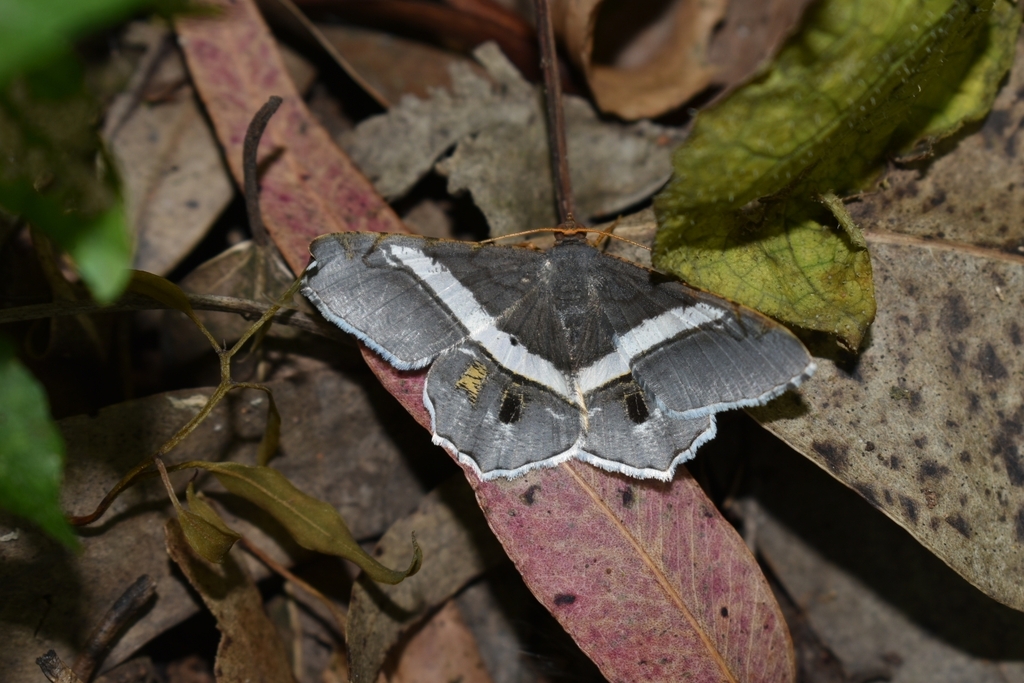 Chiasmia eleonora from 9M9M+9CJ, Nandi Hills, Karnataka 562103, India ...