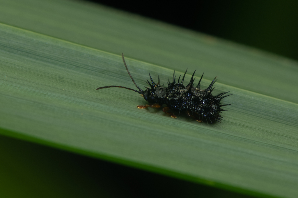 Dactylispa sauteri in June 2023 by ph_hsu · iNaturalist