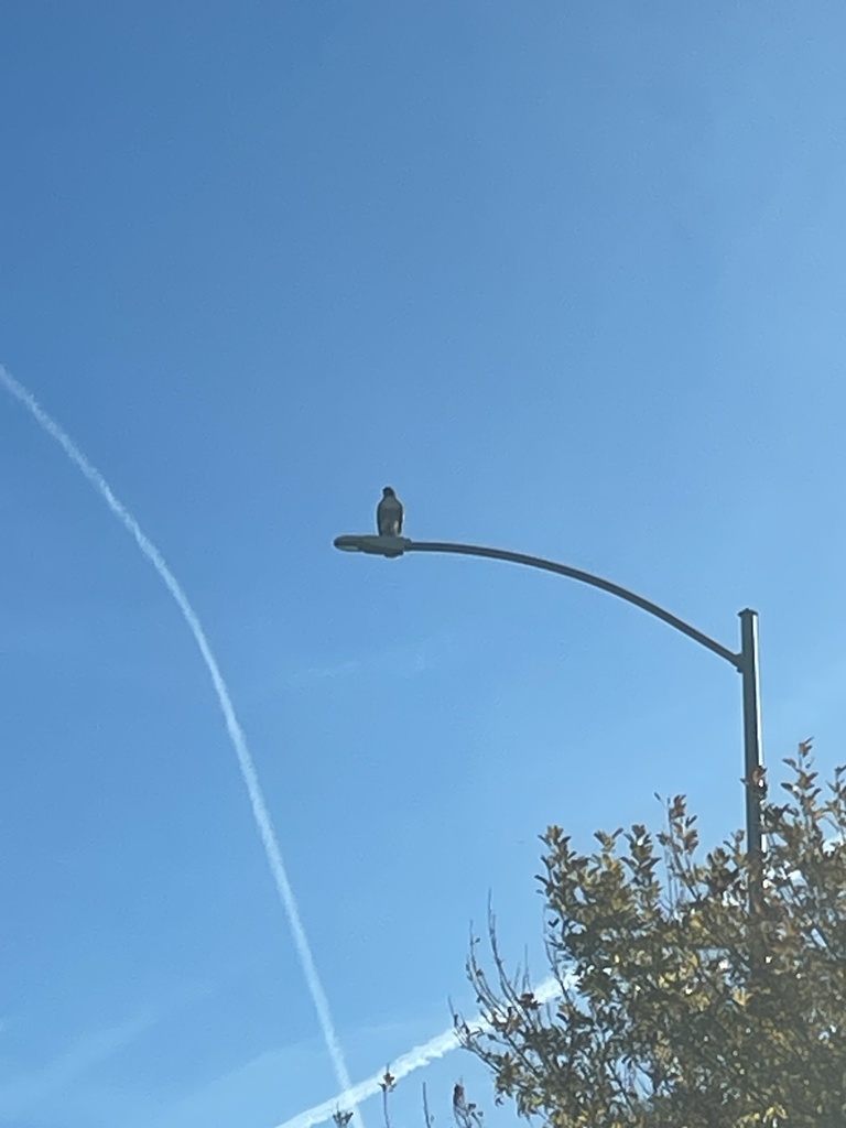 Red-tailed Hawk from Hercules Hills Ave, Henderson, NV, US on December ...