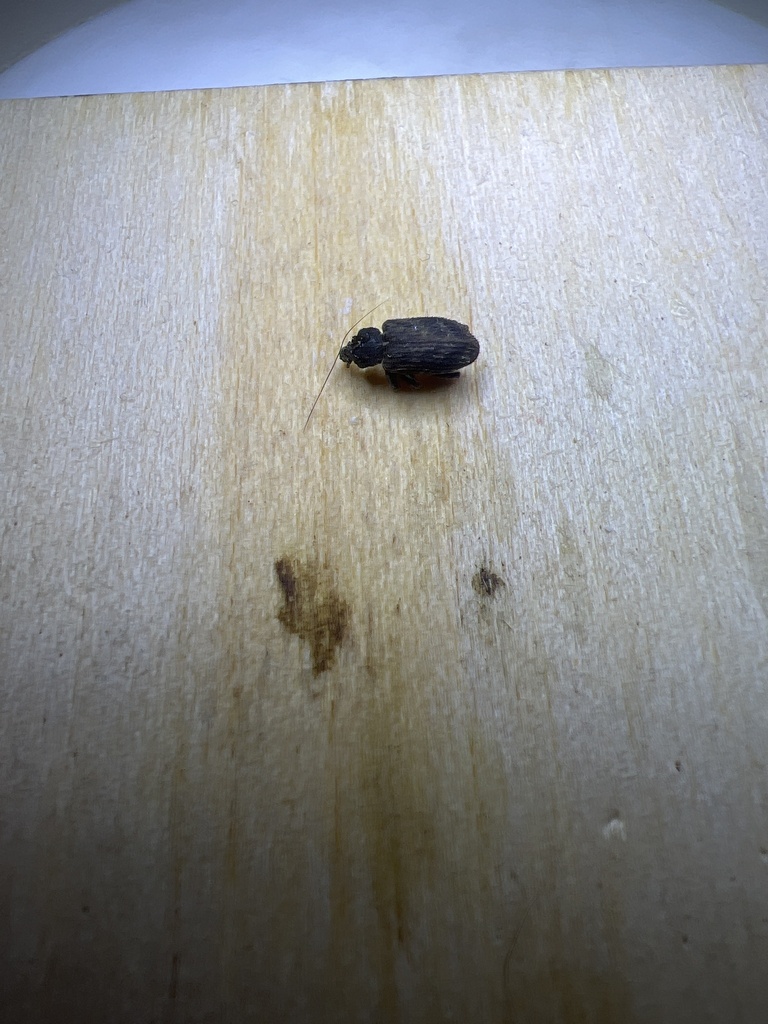Beetles from Sumter, SC, US on December 1, 2023 at 08:53 PM by Megan ...