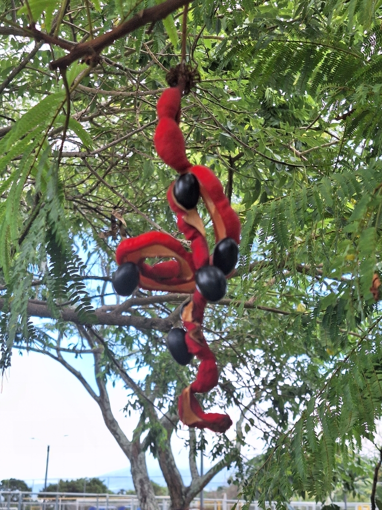 Cojoba arborea from Ciudad Universitaria Rodrigo Facio Brenes, San José ...
