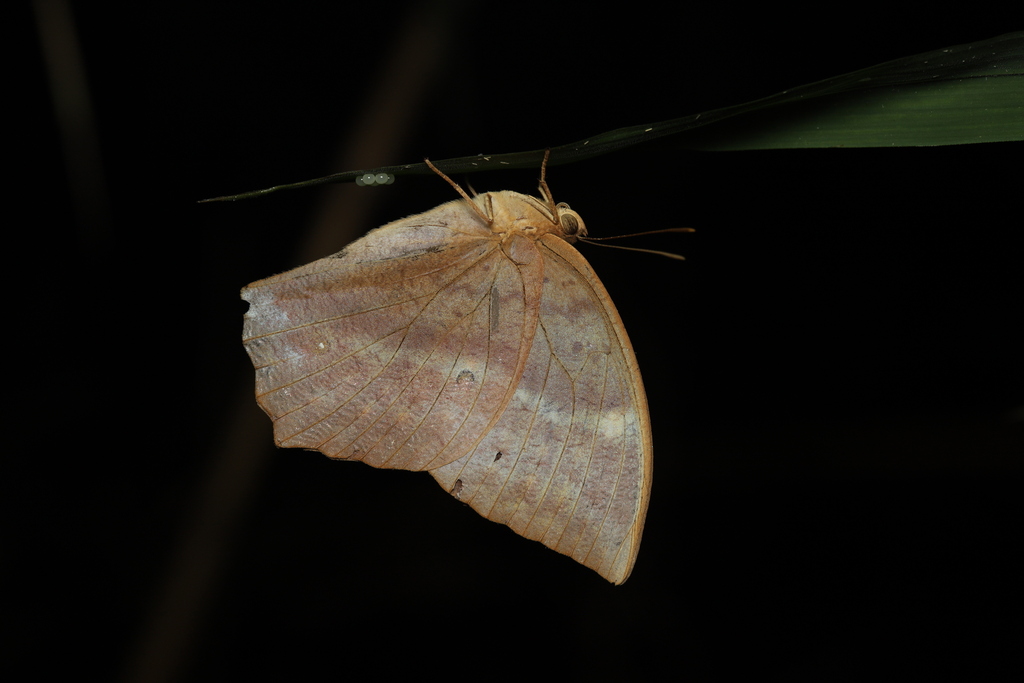 Common Duffer in July 2023 by Chiu Yuhang. with eggs · iNaturalist