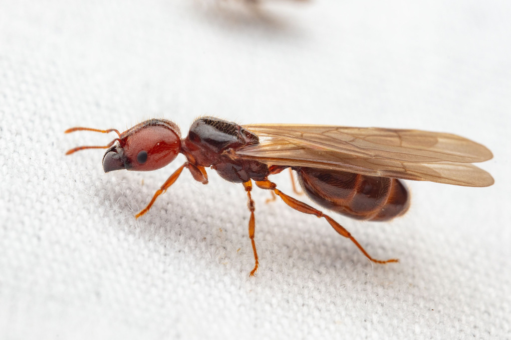 Pheidole absurda from Live Oak County, TX, USA on August 26, 2023 at 01 ...