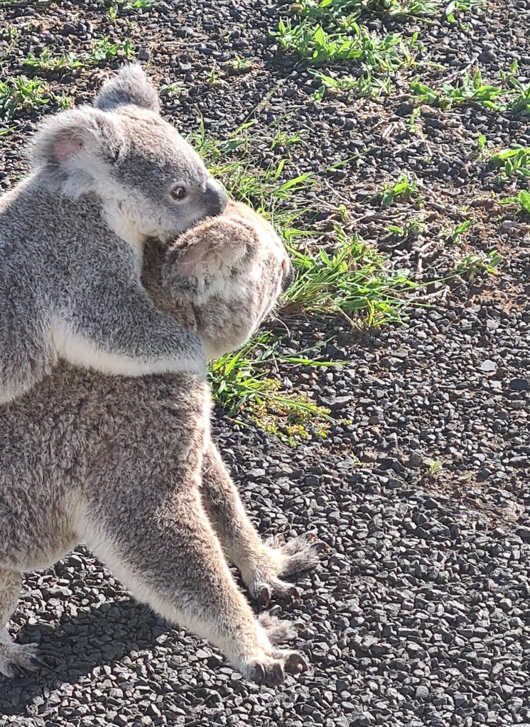 Koala from Quinalow QLD 4403, Australia on December 4, 2023 at 12:20 PM ...