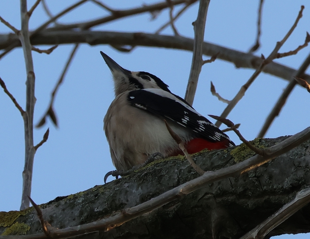 Great Spotted Woodpecker from Langel, Porz, Deutschland on December 3, 2023 at 03:17 PM by Georg ...