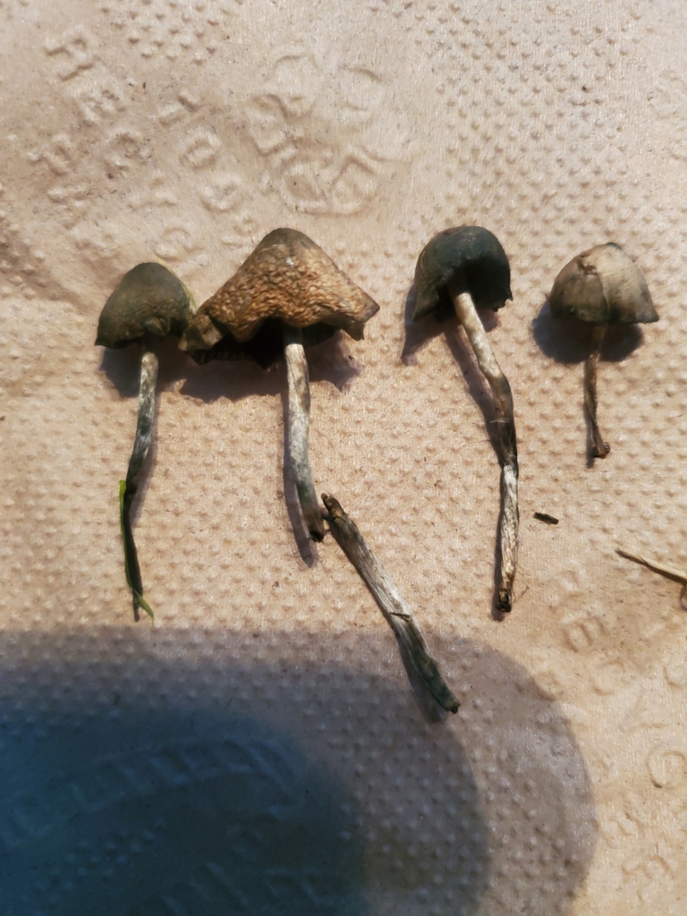 Psilocybe baeocystis from Bothell, WA 98012, USA on December 4, 2023 at ...