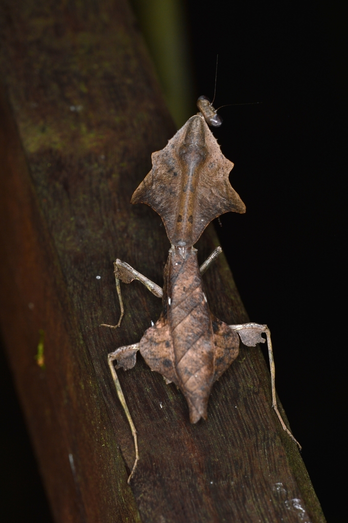 Deroplatys rhombica from Marudi, Sarawak, Malaysia on December 4, 2023 ...