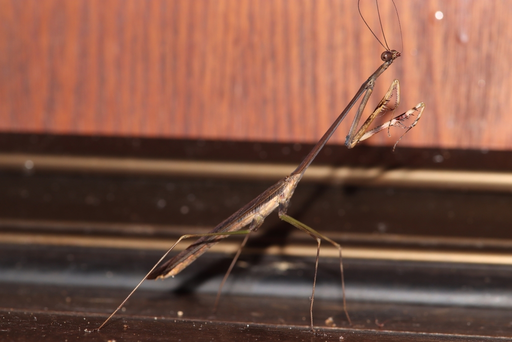 Euchomenella from Marudi, Sarawak, Malaysia on July 19, 2023 at 02:36 ...