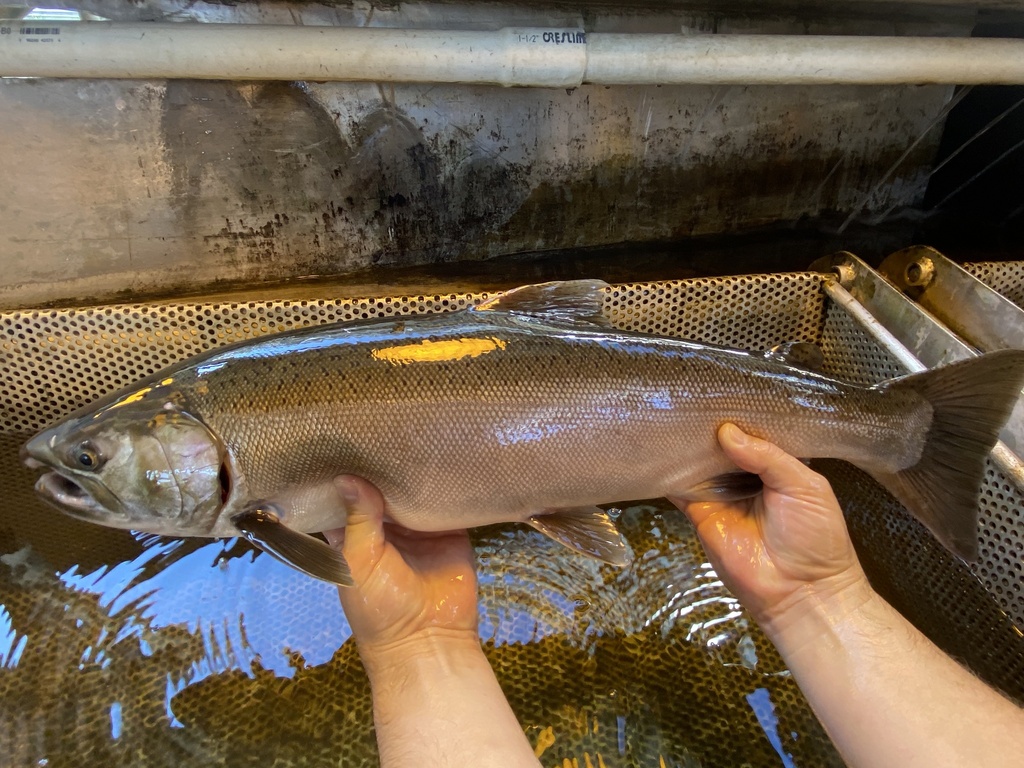 Coho Salmon from Almota Ferry Rd, Pomeroy, WA, US on September 15, 2023 ...