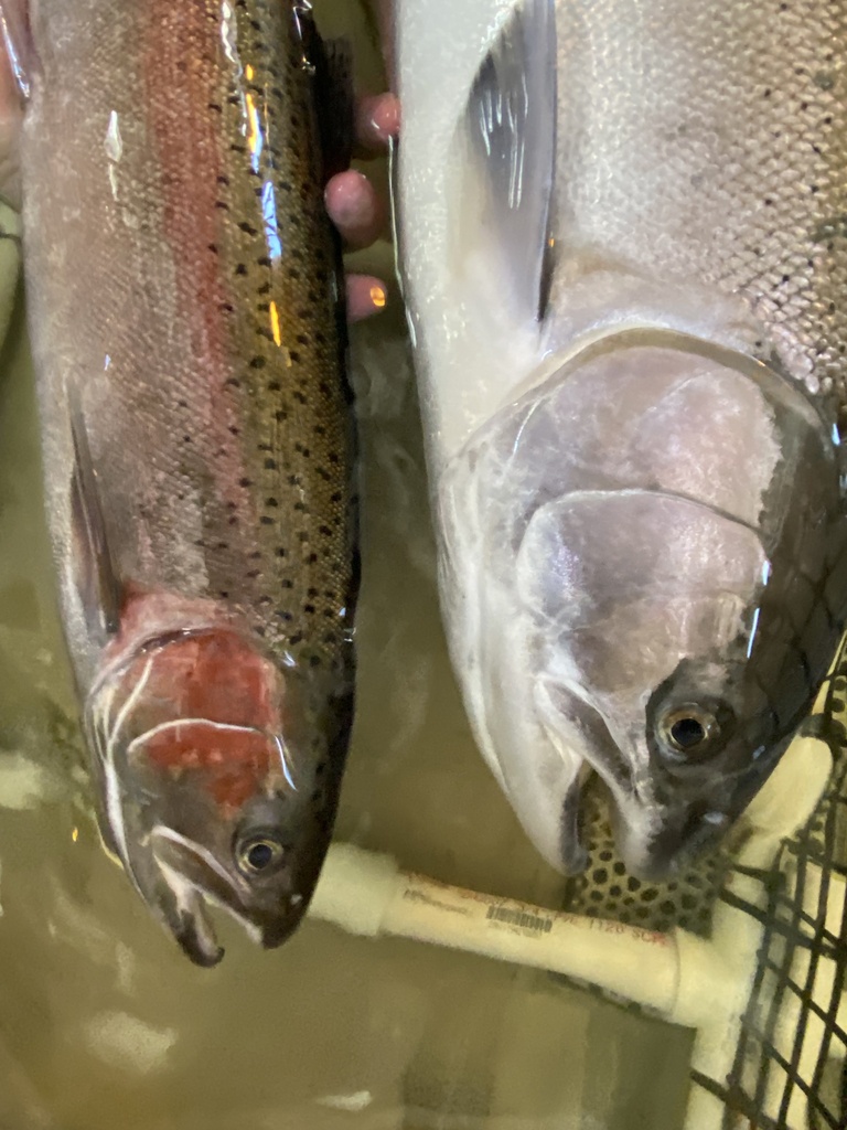 Rainbow Trout from Almota Ferry Rd, Pomeroy, WA, US on September 23 ...