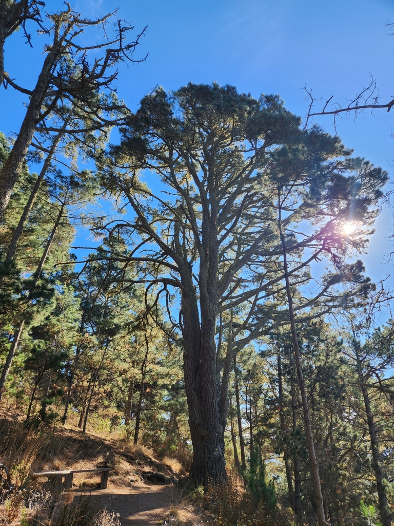 Monterey pine from Carmel-By-The-Sea, CA 93923, USA on December 4, 2023 ...