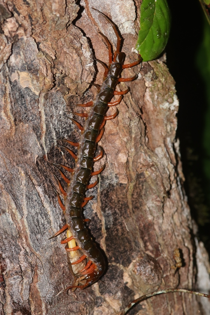 Giant Centipedes from 93010 Kuching, Sarawak, Malaysia on July 24, 2023 ...