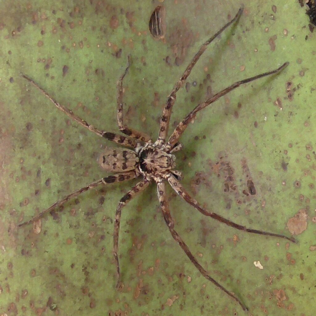 Giant Huntsman Spiders from Watsonville QLD 4887, Australia on December ...