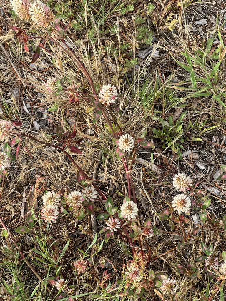 arrowleaf clover from Te Ika-a-Māui/North Island, Levin, Manawatū ...