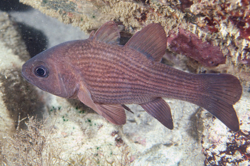 Oman Cardinalfish (Lepidamia omanensis) · iNaturalist United Kingdom