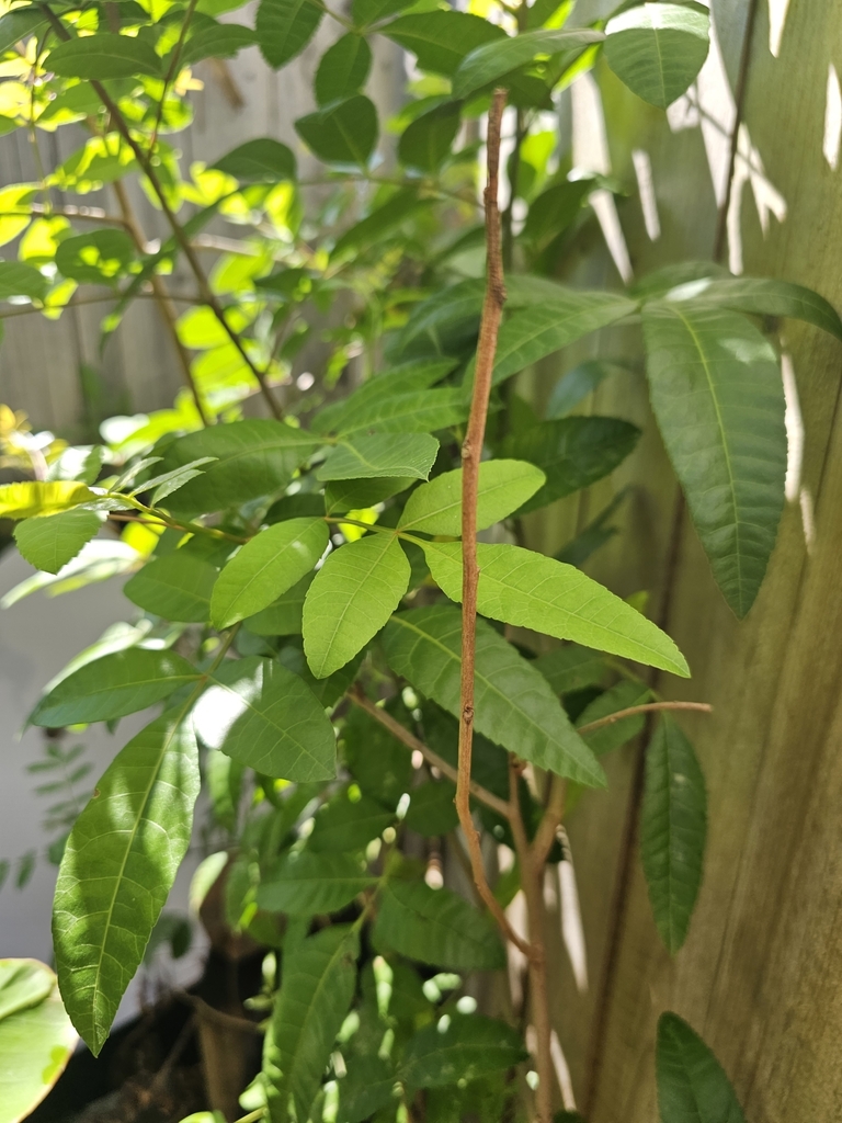 Brazilian pepper from Bli Bli QLD 4560, Australia on December 5, 2023 ...