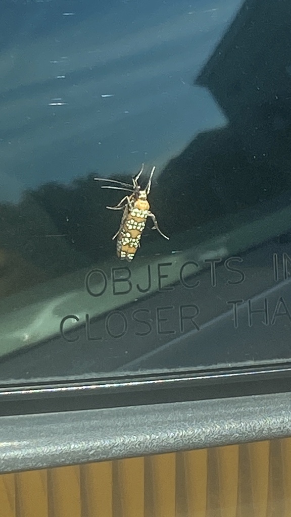 Something on December 1, 2023 at 12:07 PM by Donovan Dixon · iNaturalist
