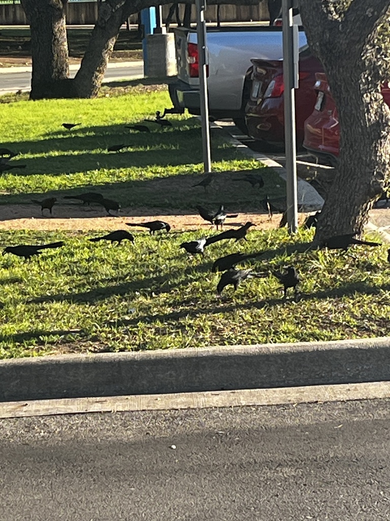 Great-tailed Grackle from W Hardy Rd, Houston, TX, US on November 15 ...