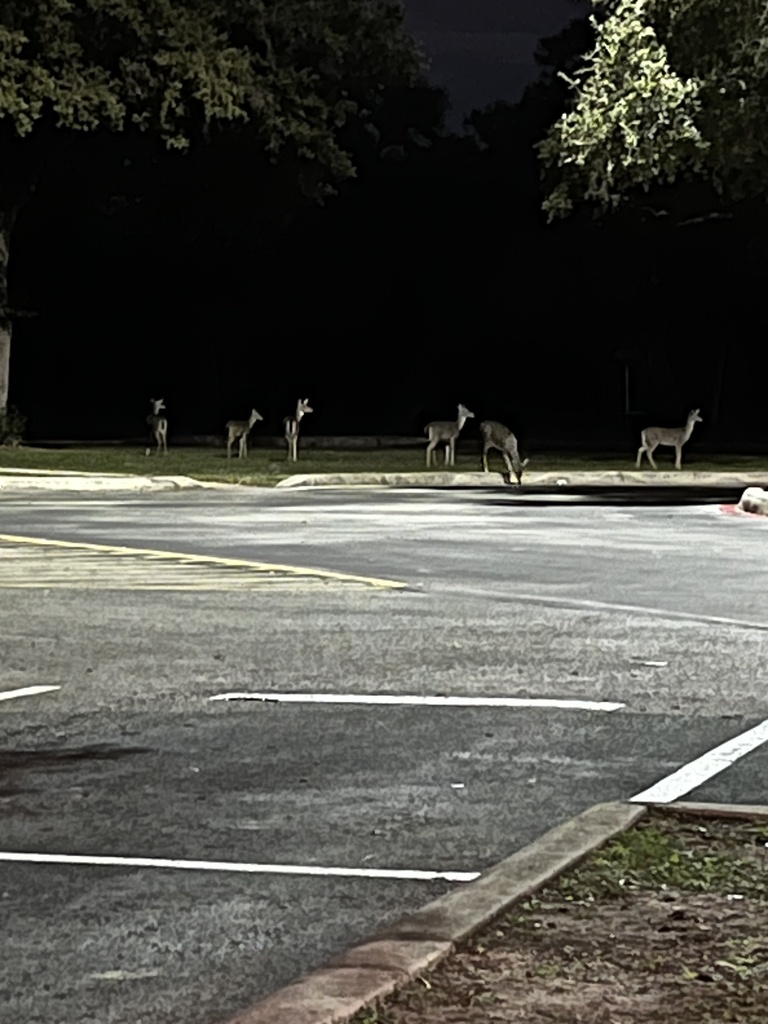 White-tailed Deer from The University of Texas at San Antonio, San ...