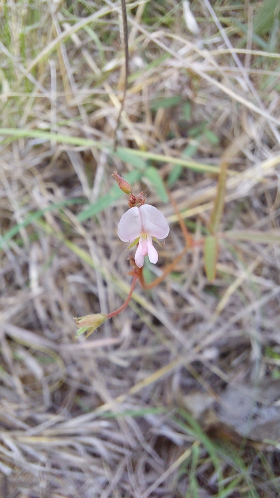 slender tick-trefoil from Esk QLD 4312, Australia on December 5, 2023 ...