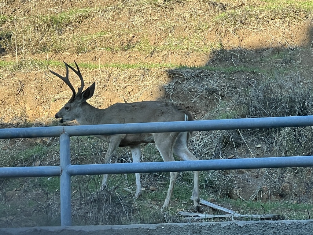 Mule Deer from UC Berkeley, Oakland, CA, US on December 4, 2023 at 03: ...