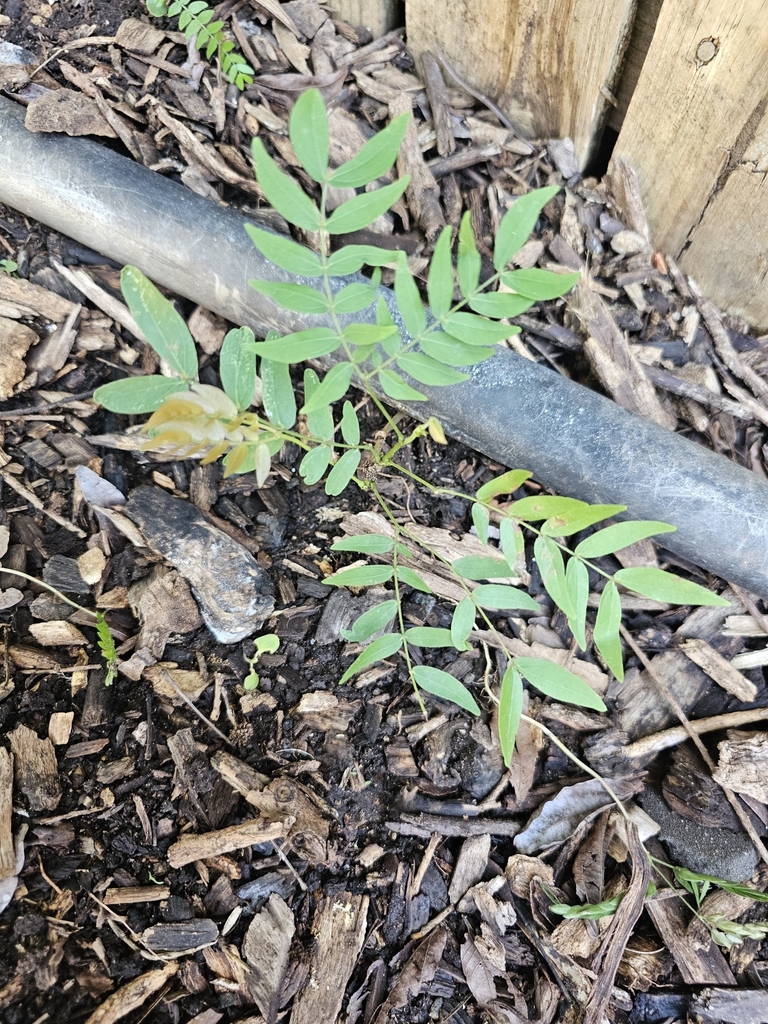 scarlet powder-puff from Bli Bli QLD 4560, Australia on December 5 ...