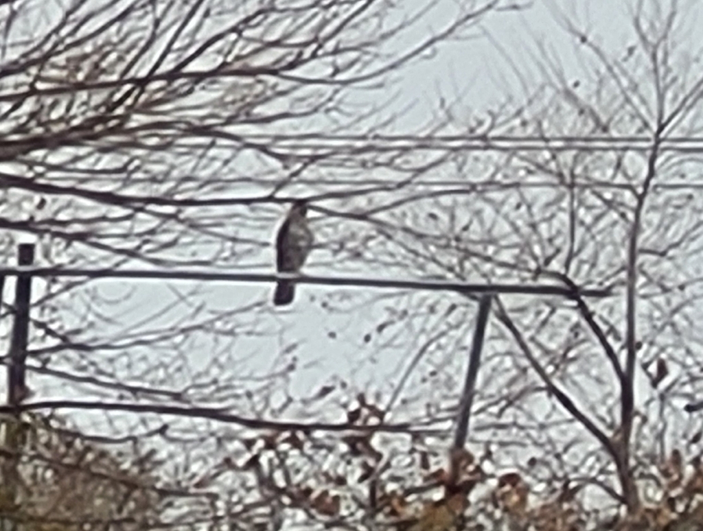 Cooper's Hawk in December 2023 by Louis. We watched this hawk make a ...