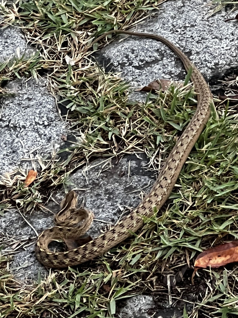 Pampas Snake from Rodovia Rio-Teresópolis, Magé, RJ, BR on December 4 ...