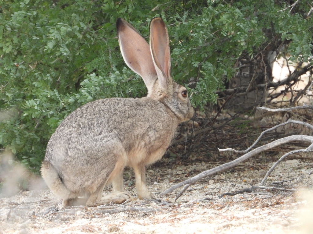 Black-tailed Jackrabbit from 21855 B.C., México on November 30, 2023 at ...