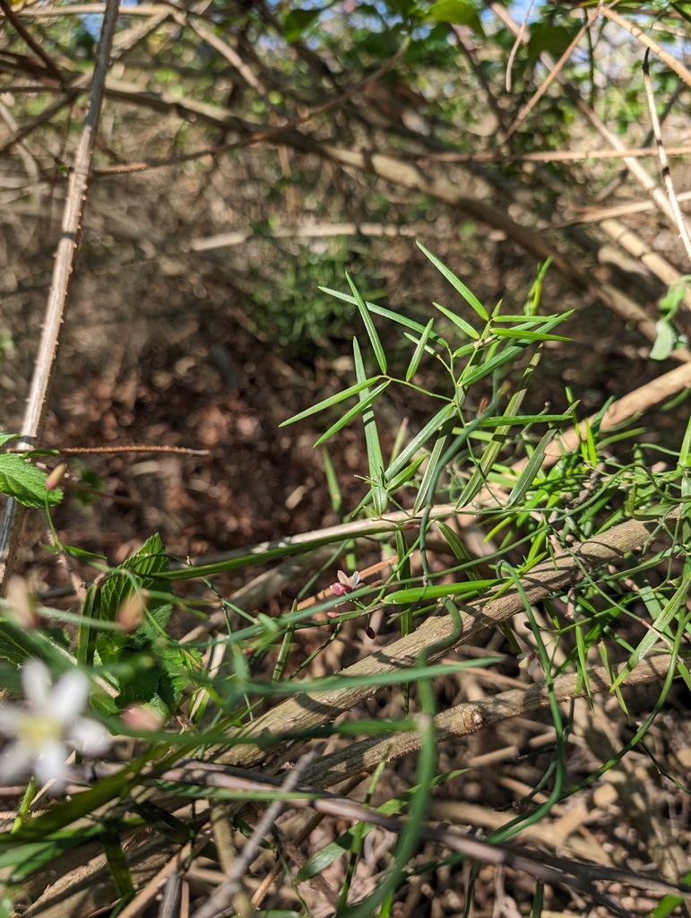 Climbing Lily from Cameron Park NSW 2285, Australia on December 5, 2023 ...