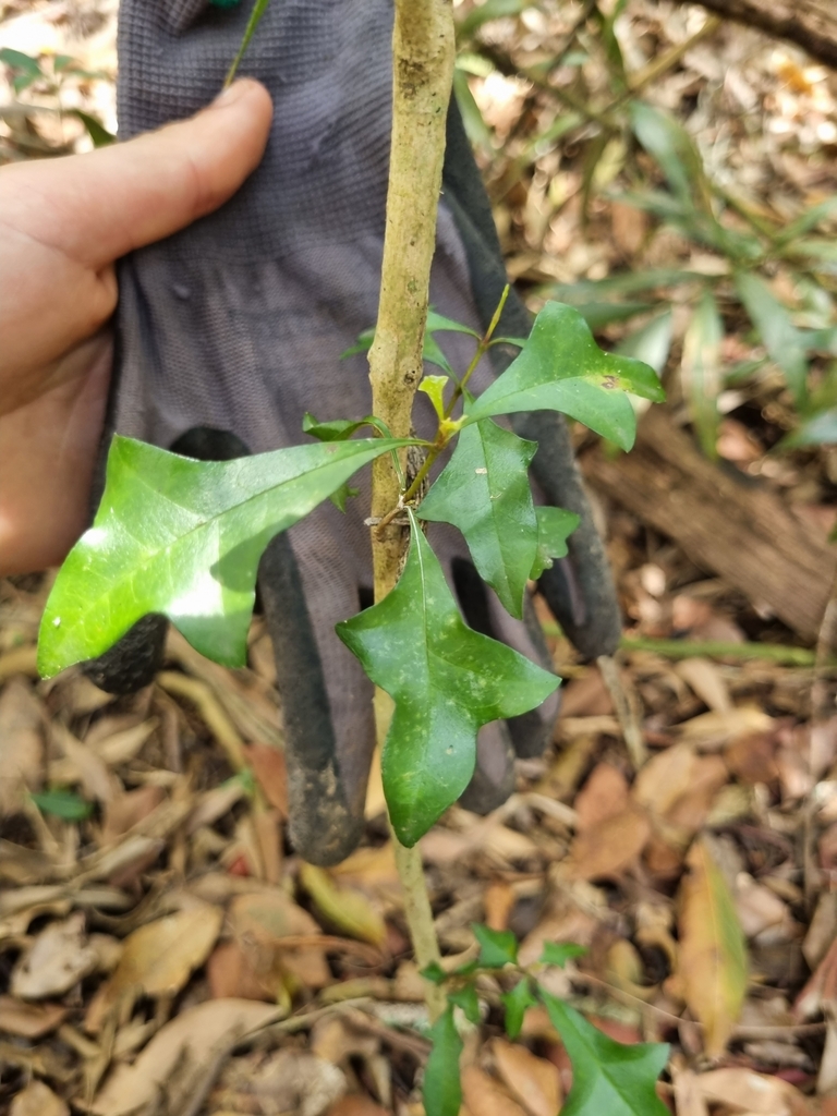 Vitex lignum-vitae from Pinbarren QLD 4568, Australia on December 5 ...