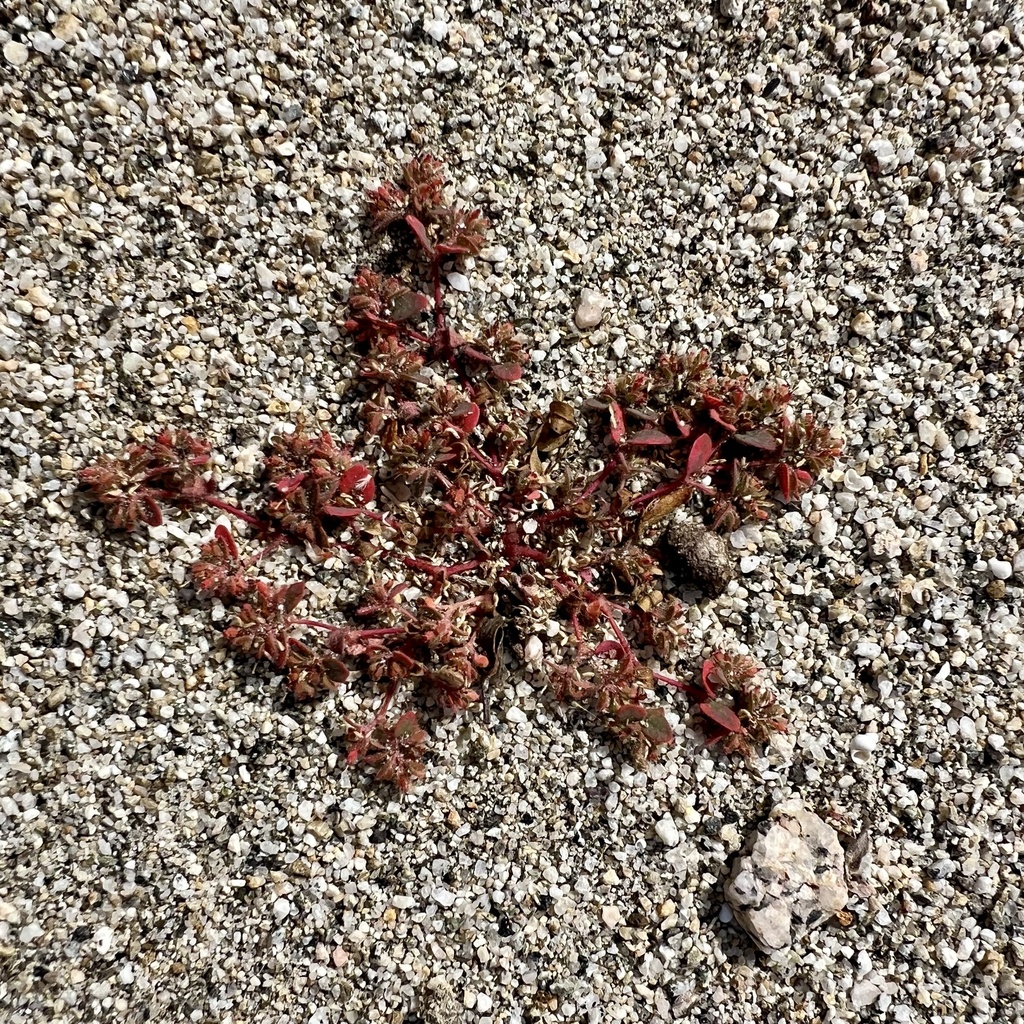 Yuma Sandmat from Puerta Azul, La Quinta, CA, US on December 4, 2023 at ...