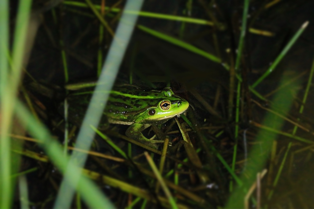 Southern Bell Frog in December 2023 by Dane Jewell. 3 individuals ...