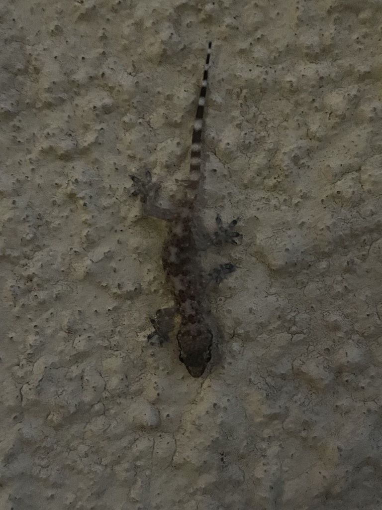 Mediterranean House Gecko from Main St, Columbia, SC, US on December 4 ...