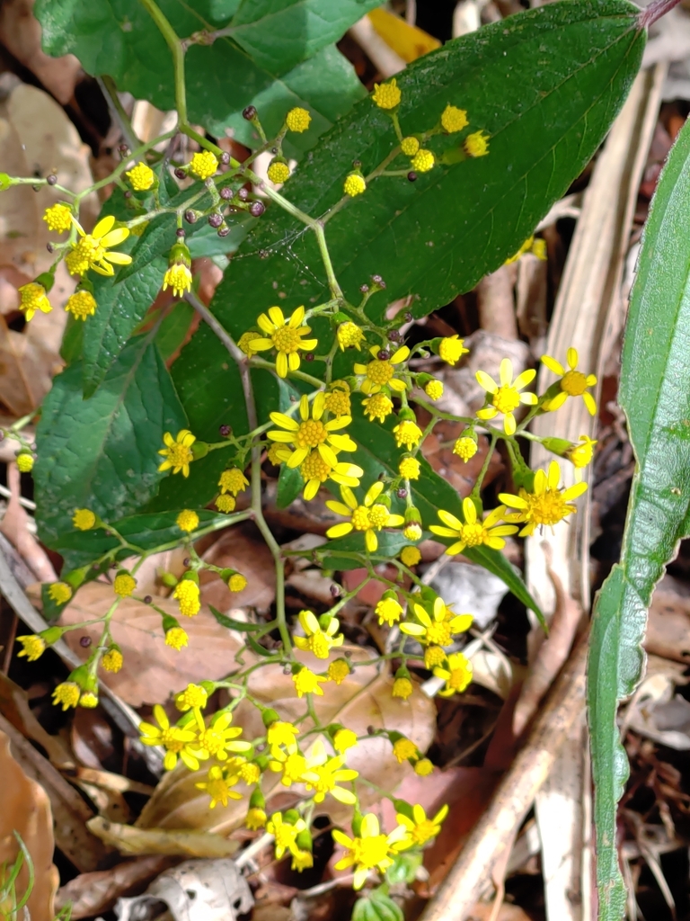 climbing senecio from 605台灣嘉義縣阿里山鄉樂野村 on December 5, 2023 at 11:38 AM ...