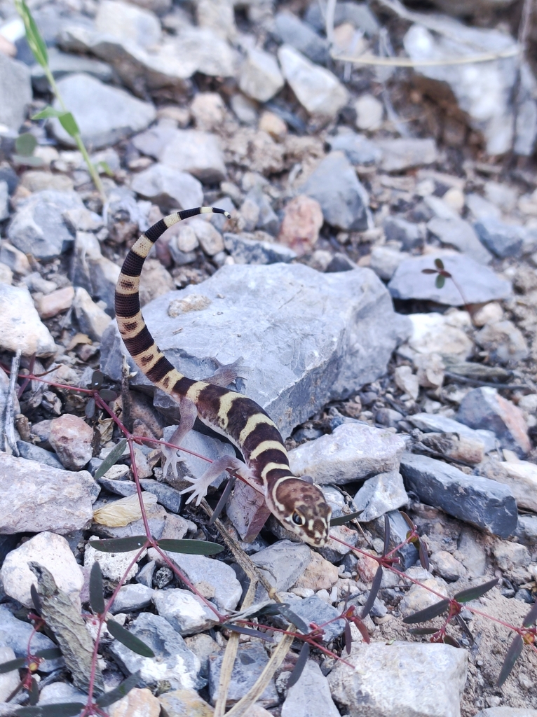 Texas Banded Gecko from 35199 Dgo., México on December 4, 2023 at 12:20 ...