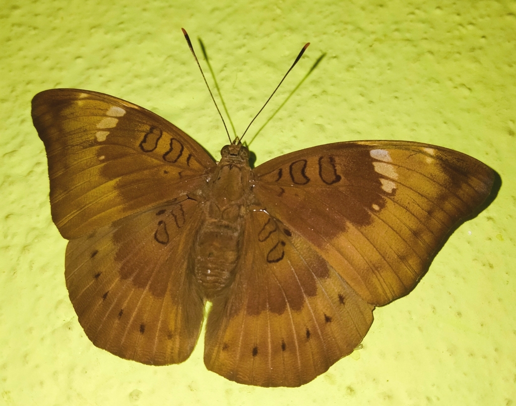 Common Baron from 9XR5+6XX, Pakuria, West Bengal 711312, India on ...