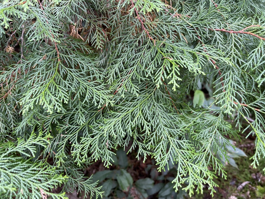 Taiwan Yellow Cedar in December 2023 by shiaokao · iNaturalist
