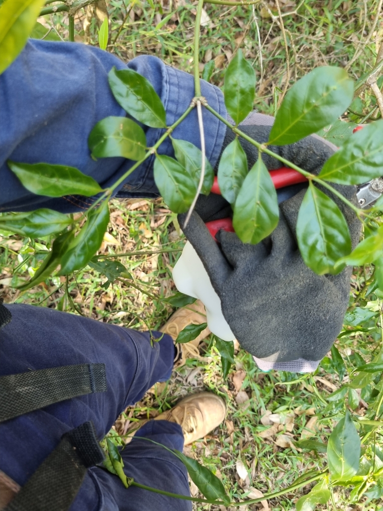 sweet morinda from Pinbarren QLD 4568, Australia on December 5, 2023 at ...