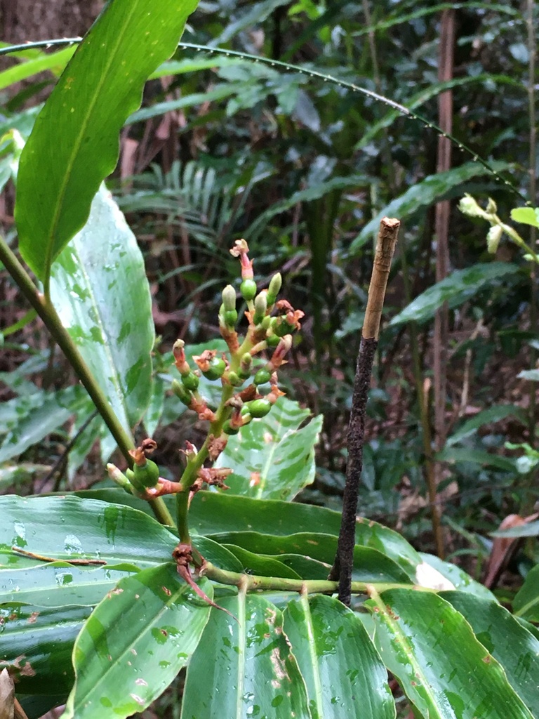 dwarf ginger from Bellthorpe, Caboolture - Hinterland, AU-QL, AU on ...