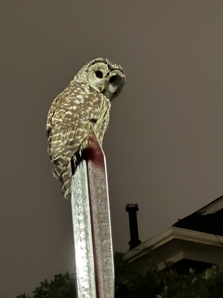 Barred Owl from N 57th St, Seattle, WA, US on December 4, 2023 at 09:08 ...