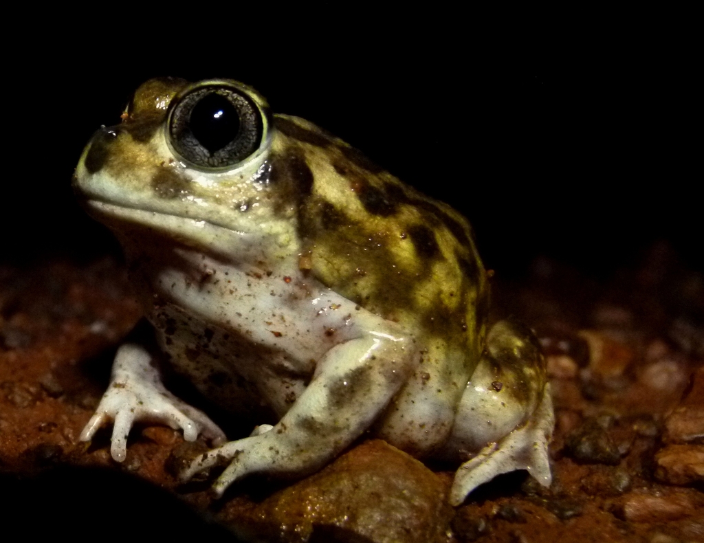 Kunapalari Frog from Coolgardie, AU-WA, AU on February 27, 2011 by ...