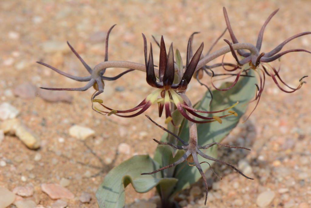 brown-tongue lily from Karas Region, Namibia on September 8, 2023 at 12 ...