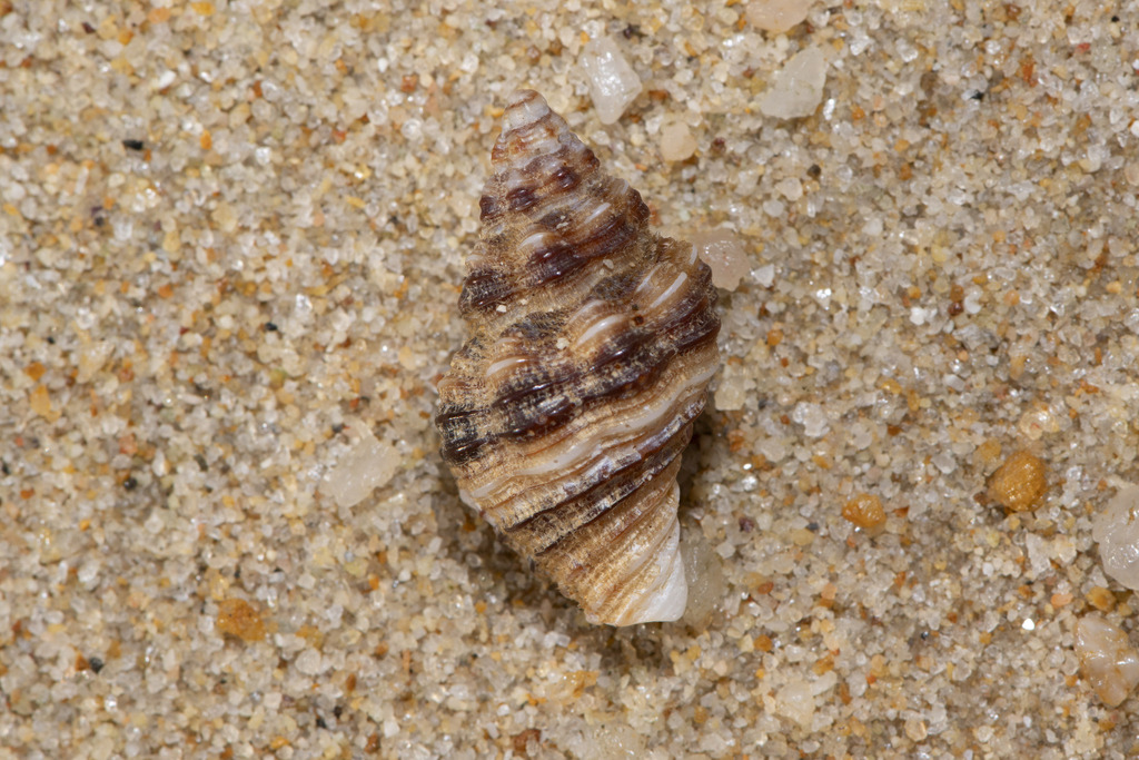 Cantharus cecillei from Central, Singapore on December 4, 2023 at 05:26 PM by Mike Hooper ...