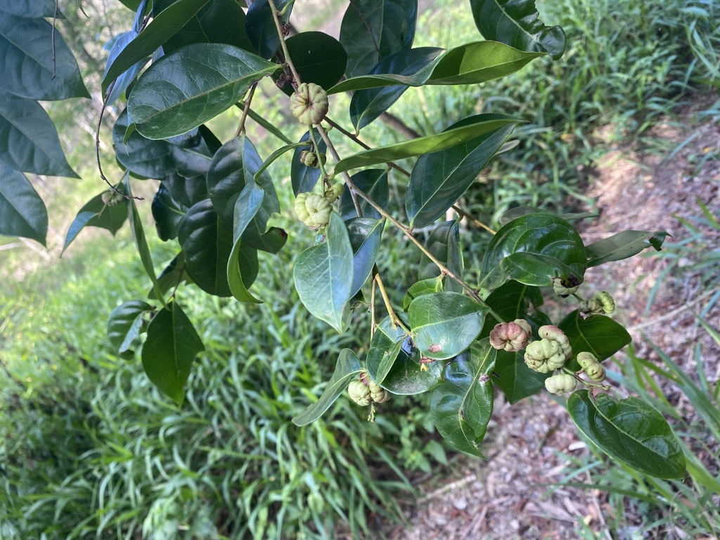 Cheese Tree from Reservoir Break, Enoggera Reservoir, QLD, AU on ...