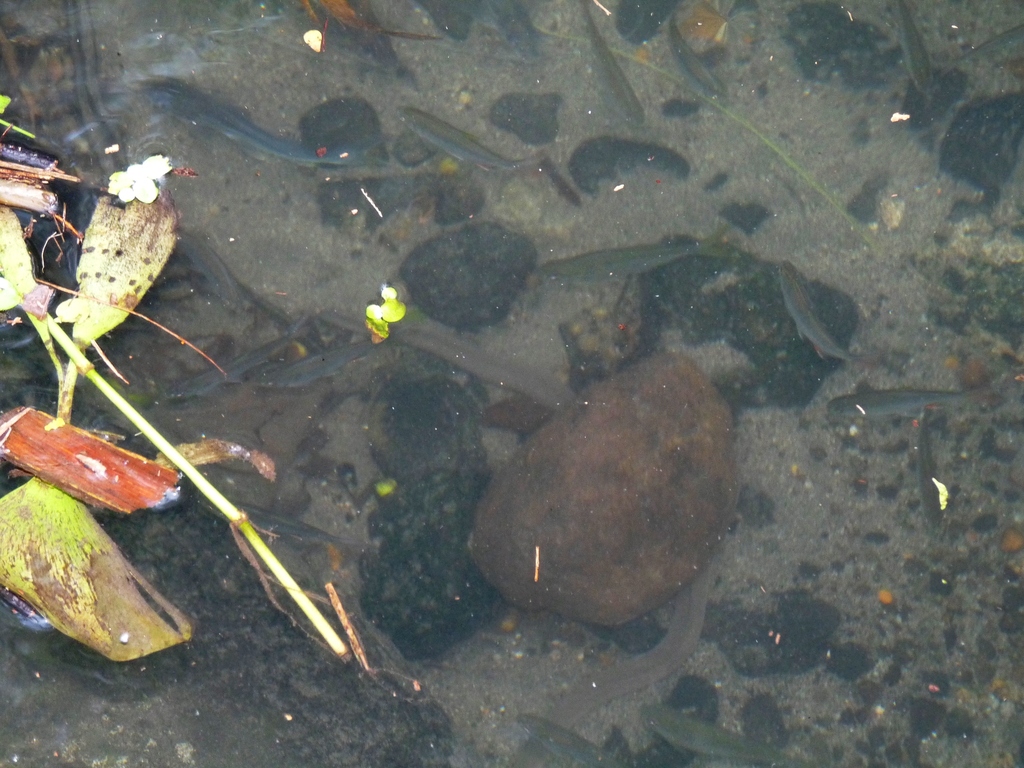 Rubber Eel from Honda on November 23, 2008 by Benjamin Tapley · iNaturalist